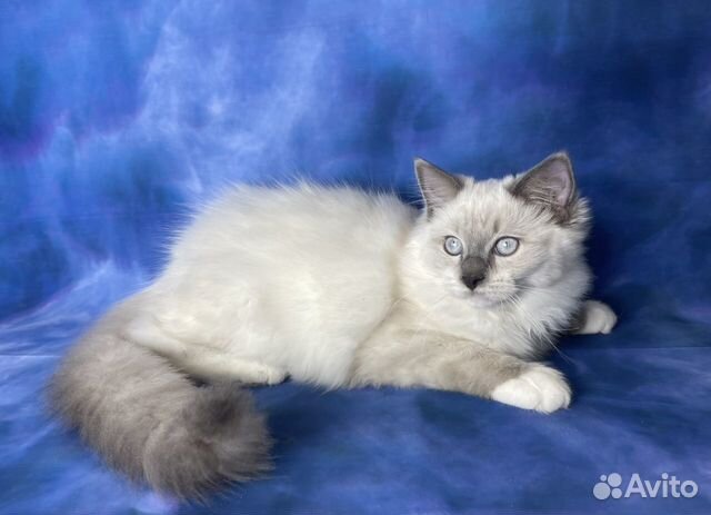Мальчик Рэгдолл Blue mitted в разведение