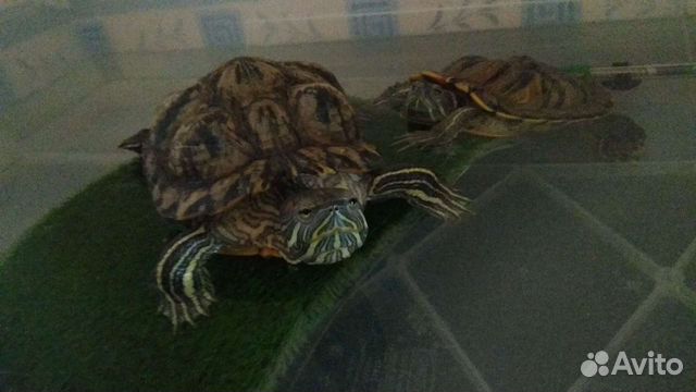 Красноухая черепаха в очень добрые и заботливые ру