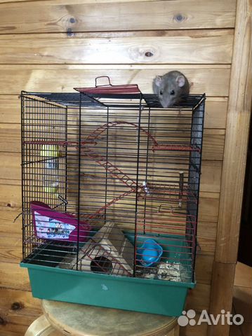 Крыса дамбо с клеткой