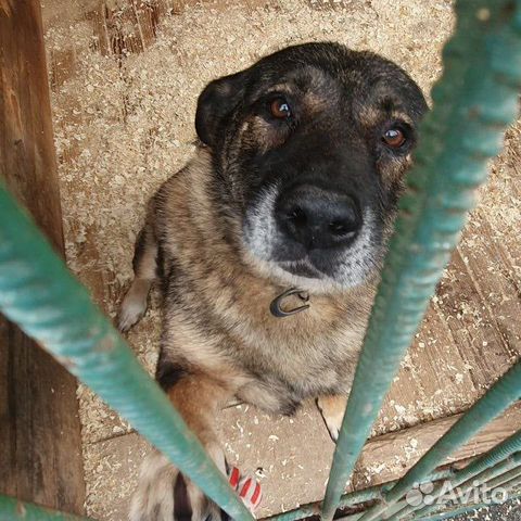 Дуня, Для ценителей настоящей преданности