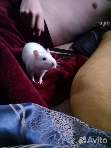 Крыса дамбо бесплатно