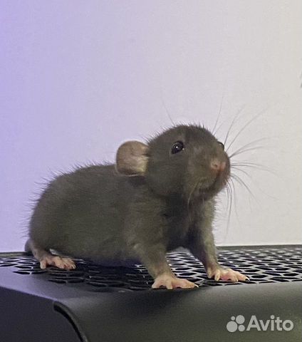 Крыса декоративная крысята дамбо
