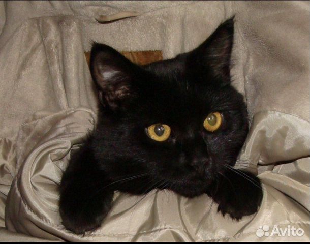Ласковые котята подростки Диего и Робин 5 м. в дар