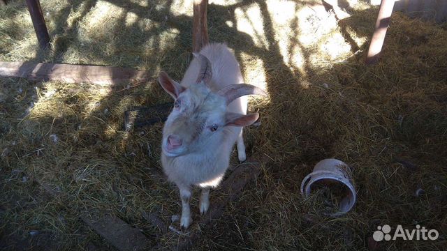 Козел зааненский