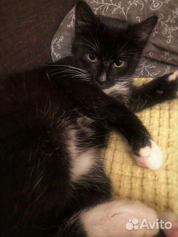 Шоколадная Василиса