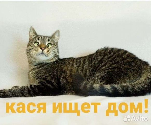 Кошка Кася ищет дом