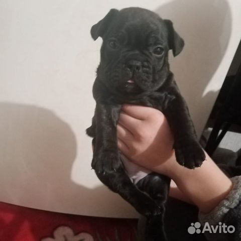 Французский бульдог щенки