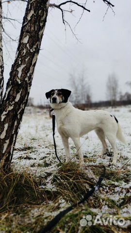 Собака не переживет зиму в приюте
