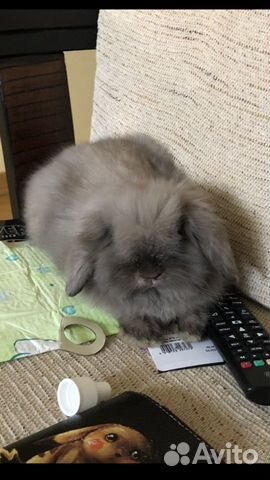 Кролик карликовый вислоухий баран для Вязки