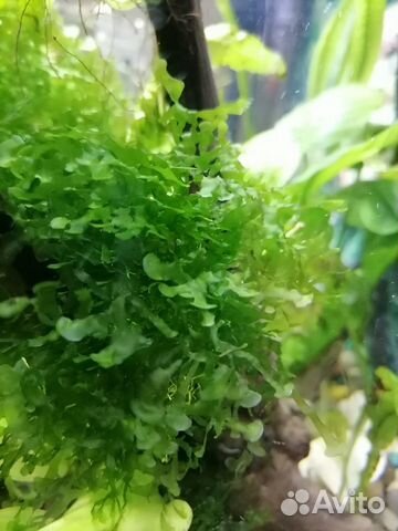 Аквариумные растения