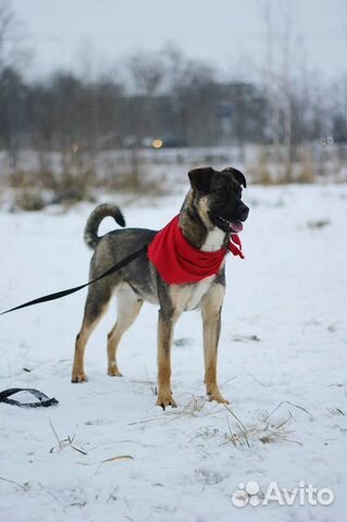 Собака из приюта в добрые руки
