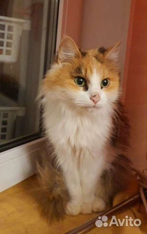 Умерла хозяйка кошки