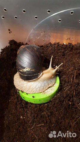 Улитка ахатина с домом