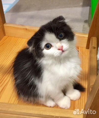 Котенок Поночка милым Дружочком в Добрые руки