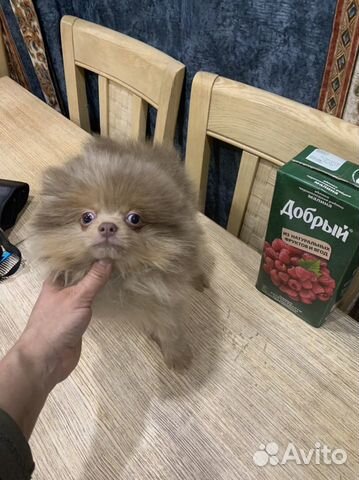 Померанский шпиц лиловый мерле с подпалом