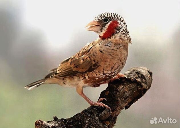 Красногорлая амадина