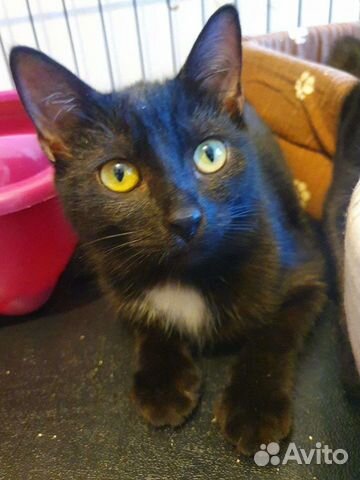 Котенок вырос в клетке