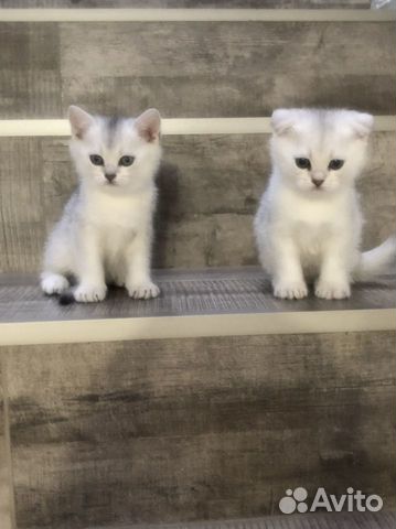 Британские котята