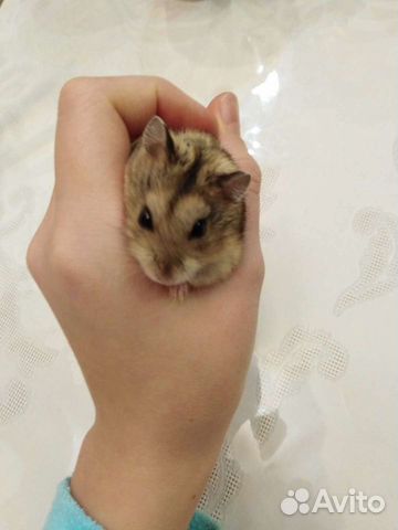 Джунгарский хомячок