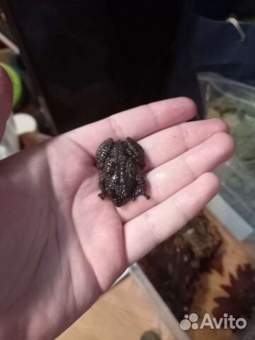 Телодерма с контейнером