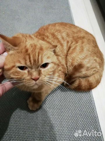 Кошка в дар