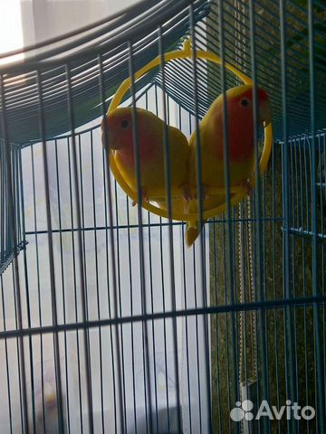 Попугай неразлучники