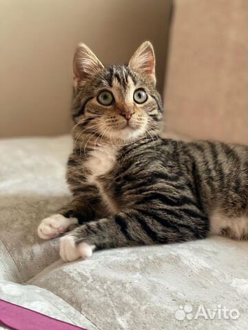 Великолепный котенок Майк