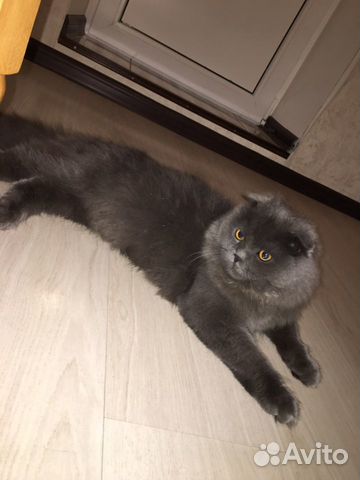 Кошка