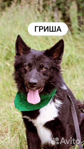 Добрый красавчик Гриша, отдам