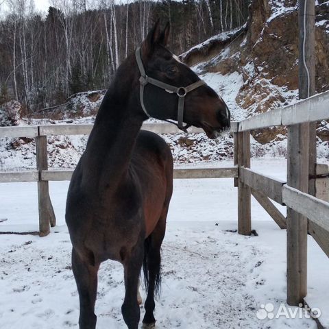 Продам Ахалтекинских жеребцов