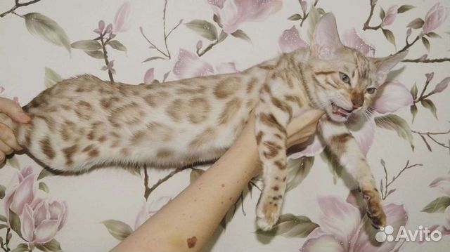 Бенгальская кошечка