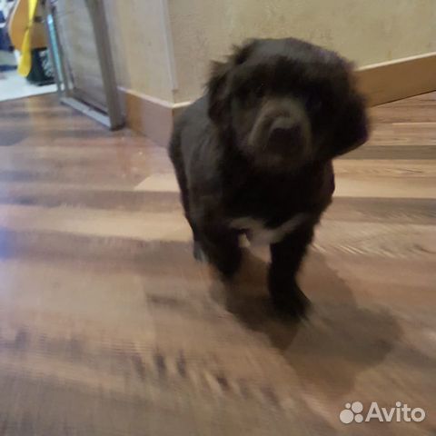 Щенок спаниеля и шпица