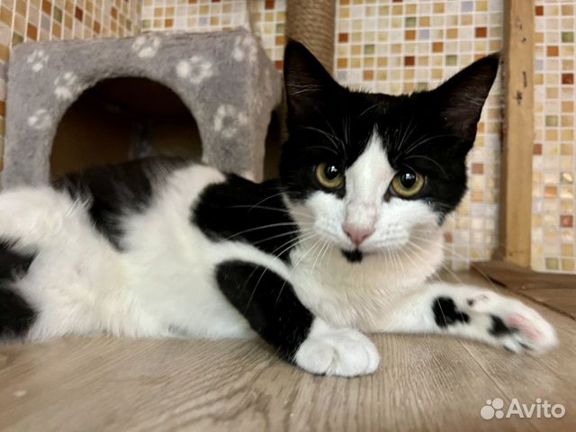 Котенок Марсик 4 мес ищет дом