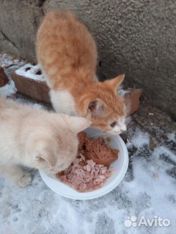 Рыженькие котята в добрые руки