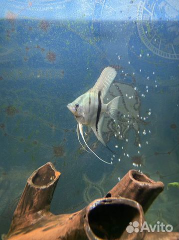 Аквариумная рыбка скалярия