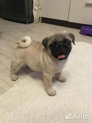 Мопс (девочка)