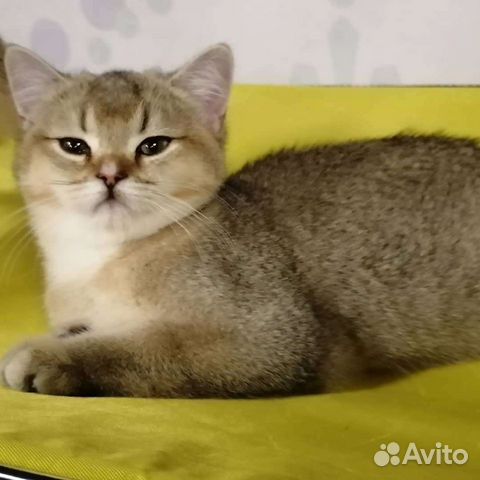 Золотая шиншилла