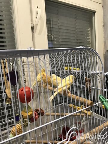 Канарейка персиковая