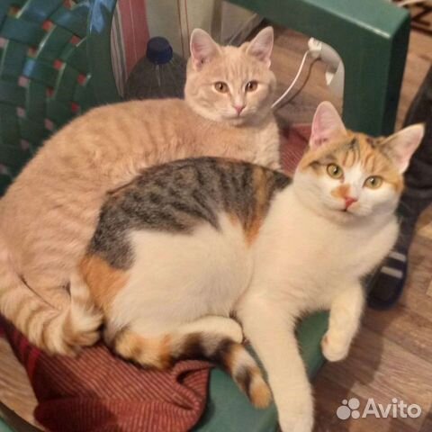 Котята девочки