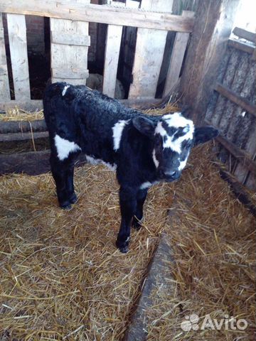 Бык теленок 6 дней