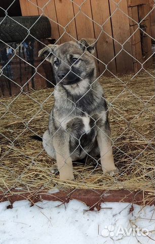 Охранники от овчарки