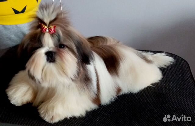 Очаровательная девочка ши-тцу