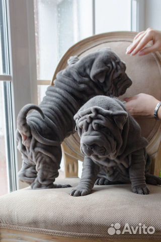 Нежный Бархат