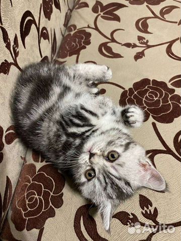 Котенок шотландский прямоухий