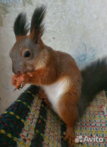 Бельчата мальчики