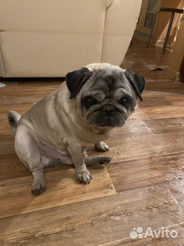 Мопс в добрые руки