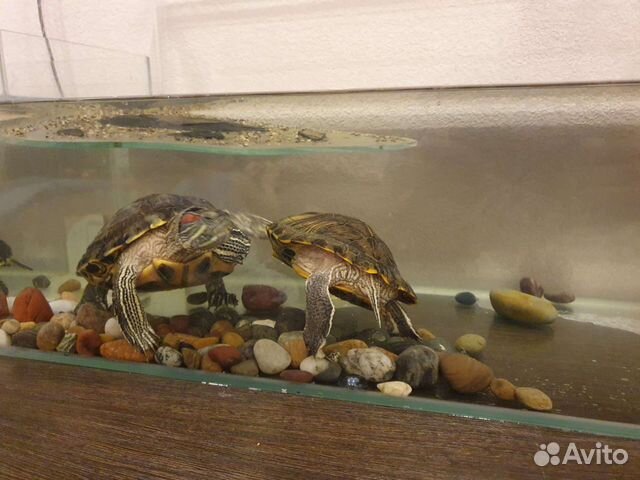 Отдам черепах красноухих