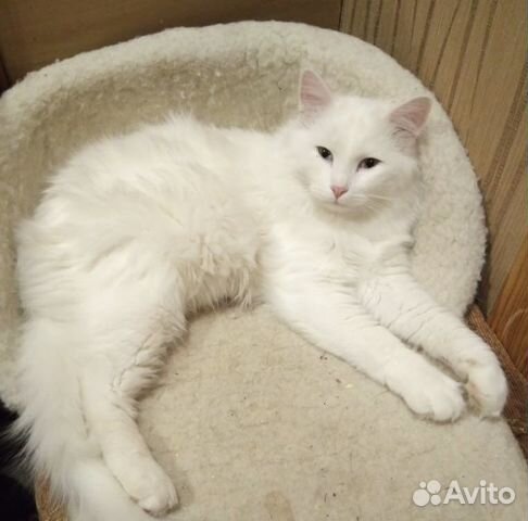 Турецкая ангора