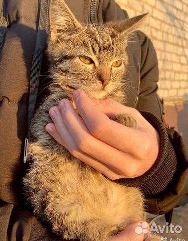 Котенок Ищит Дом