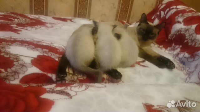 Тайские котята